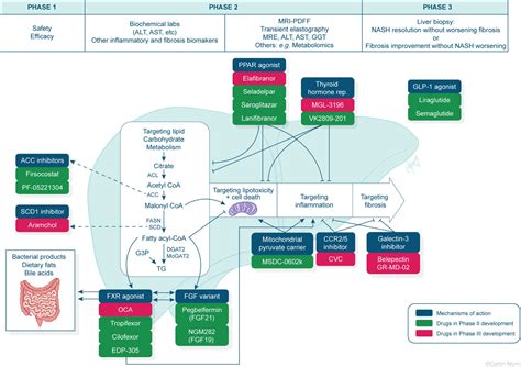 Liver And Metabolism Lab