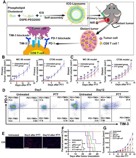 A The Schematic Illustration For Icg Loaded Liposome As A Theranostic Download Scientific