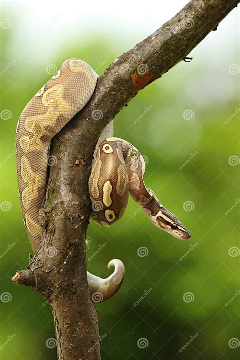 The Ball Python Python Regius Also Called The Royal Python On The Old