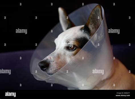 Is A Dog Licking A Wound Bad