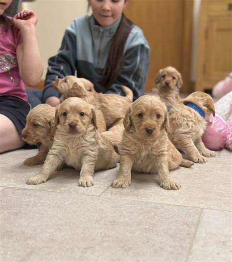 Labradoodle Puppies