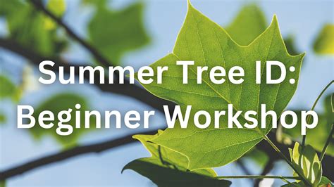 Summer Tree Id Beginner Workshop Ijams