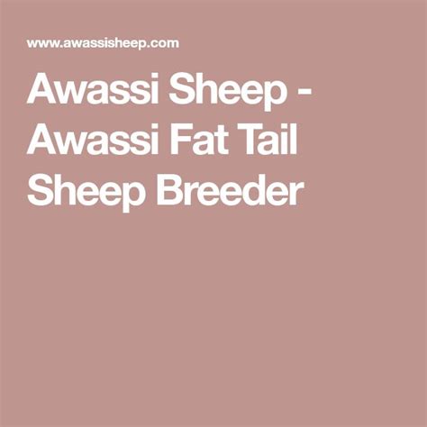 Awassi Sheep Awassi Fat Tail Sheep Breeder Sheep Breeders Fat