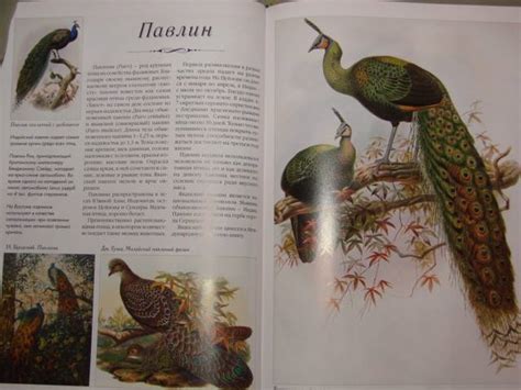 Книга: Самые красивые птицы - . Купить книгу, читать рецензии | Лабиринт