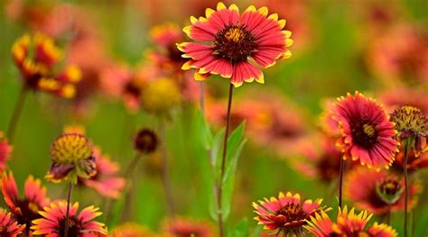 Want To Get Closer To Great Flower Photography Look To Your Lenses
