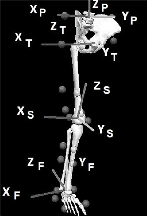 Pelvic Thigh Tibial And Foot Segments With Anatomical Axes P Download Scientific Diagram
