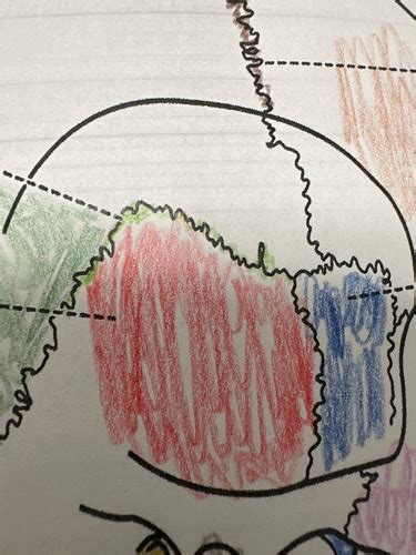 Dental Anatomy Skeletal System Overview Flashcards Quizlet