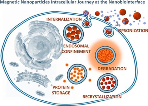 Ever Evolving Identity Of Magnetic Nanoparticles Within Human Cells