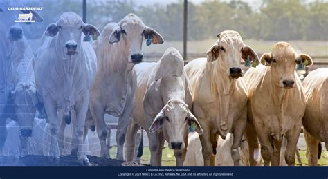 ¿cómo Hacer Pruebas Efectivas De Fertilidad En Bovinos Club Ganadero