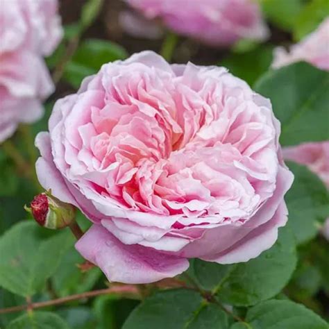 Eustacia Vye Dunaliget