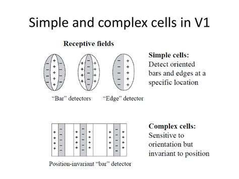 Human Vision Function Ppt Download