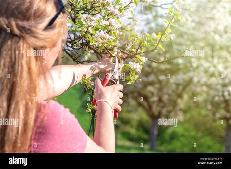 Woman Pruning Tree Hi Res Stock Photography And Images Alamy