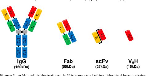 figure 1 from a detailed protocol for constructing a human single chain