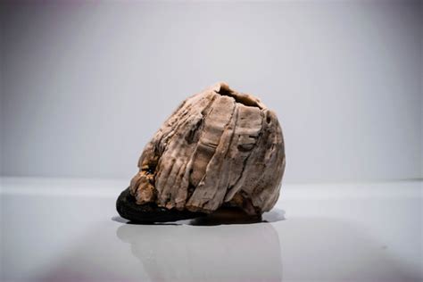 「picoroco」の写真素材 14件の無料イラスト画像 Adobe Stock