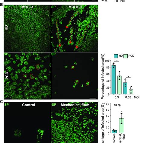 Mucociliary Transport Assists The Spread Of Sars Cov 2 A And B Cilia