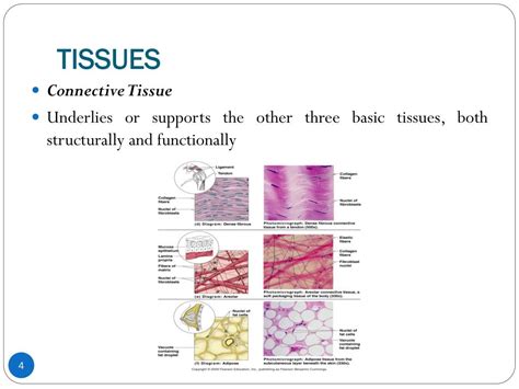 Ppt Apical Surface Modifications Of The Cell Powerpoint Presentation