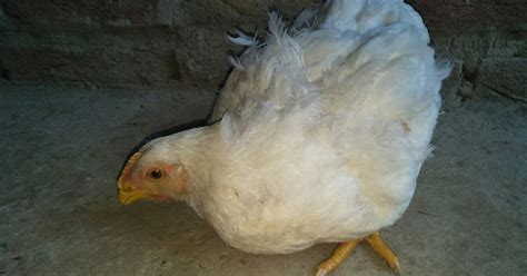 Wry Neck Problem In Chicks Chicken And Other Poultry Ll Wrytwisted
