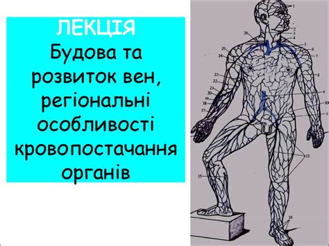 Будова та розвиток вен регіональні особливості кровопостачання органів презентация онлайн