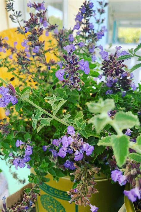 How To Grow Catnip Plants At Home A Guide For Pet Parents