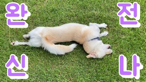 Vlog 계곡수영장운동장 여기가 바로 지상낙원 Youtube