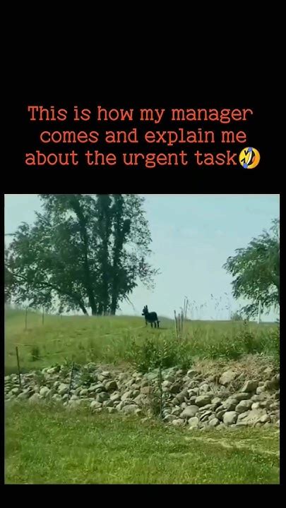 my manager explaining me about the urgent task🤣😂😅 manager coders