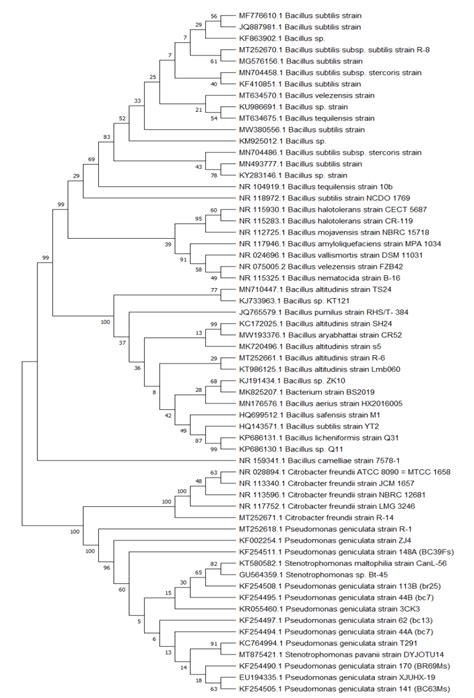 neighbour joining tree for bacterial strains based on partial sequences