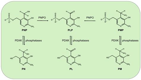 Vitamin B6 Structure And Function At Ian Milligan Blog