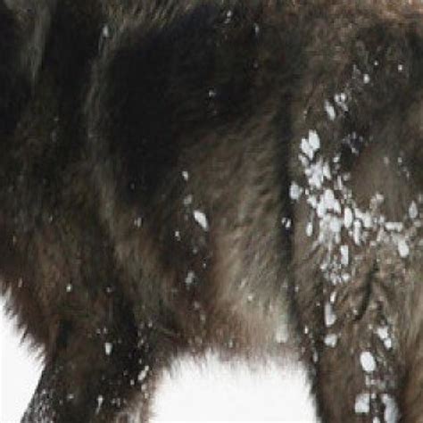 Spi Object Detection Dataset By Inypay