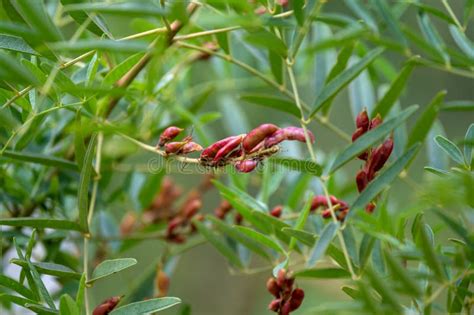 Botanical Collection Glycyrrhiza Glabra Or Root Liquorice Medicinal