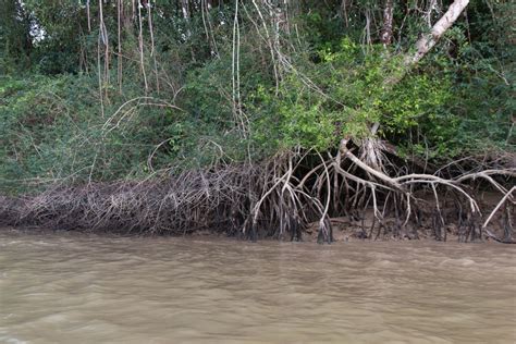 Uncovering Mangrove Ecosystem Services In Suriname Stichting Daf