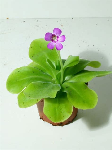 Grassette Tina Jardiland