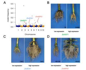 Shared Genetic Control Of Root System Architecture Between Zea Mays And Sorghum Bicolor Plant