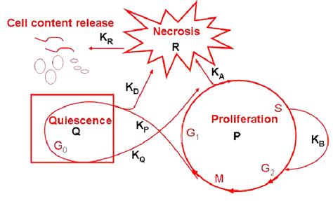 Schematic Diagram Of The Three State Model Used Showing The Rate Download Scientific Diagram