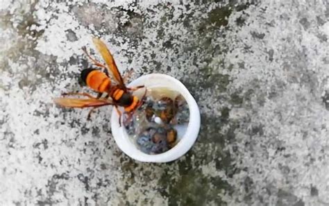 黄腰胡蜂是什么蜂 运富春