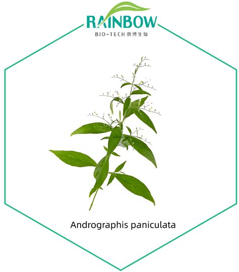 High Quality Product Introduction Andrographis Paniculata Extract