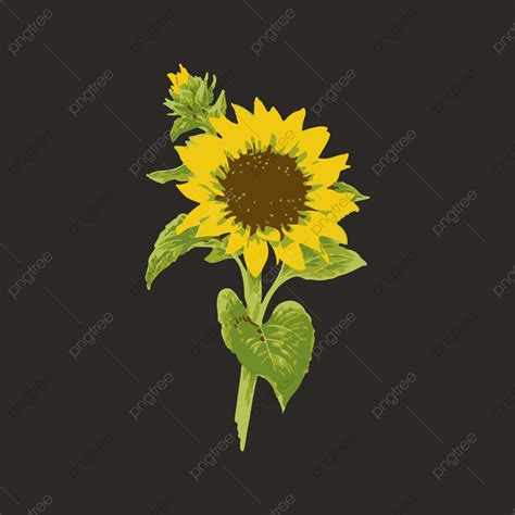 핸드 드로잉 디자인 요소 해바라기 해바라기 손으로 그린 삽화 Png 일러스트 및 벡터 에 대한 무료 다운로드 Pngtree