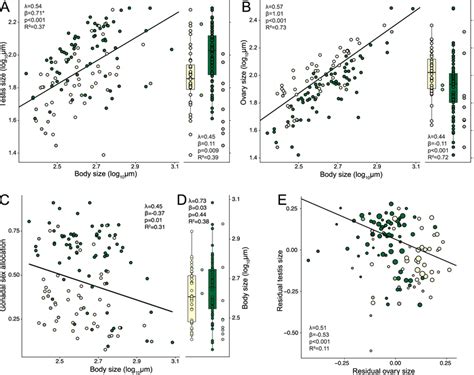 Pgls Analysis Of Body Size And Gonad Size A B Regression Of Testis