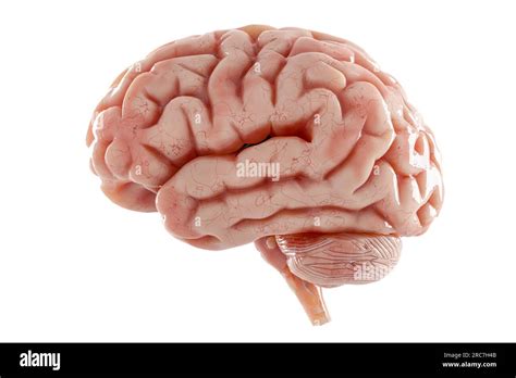 Human Brain Anatomical Model Medical Concept Human Brain Is Central