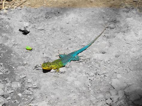 Colorful Lizard Walking On The Ground
