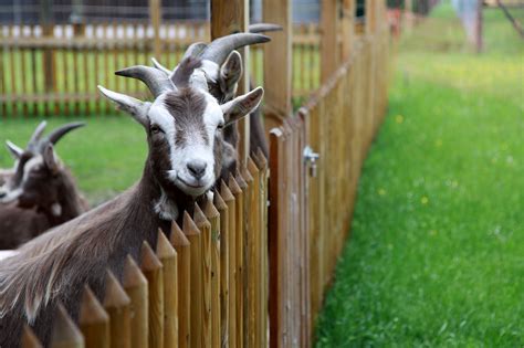 Tierschutz In Deutschland Ein Blick Auf Wichtige Organisationen ️