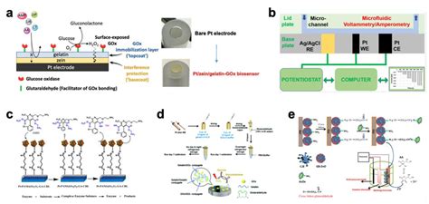 Applications Of Gelatin In Biosensors Recent Trends And Progress