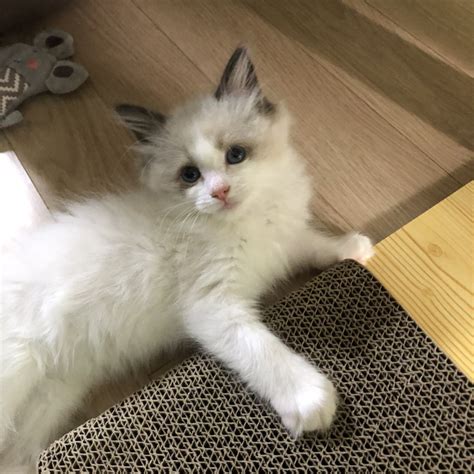 천안고양이분양 랙돌분양후기 ♥ 분양후기