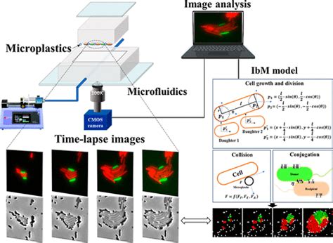 In Situ And Individual Based Analysis Of The Influence Of Polystyrene