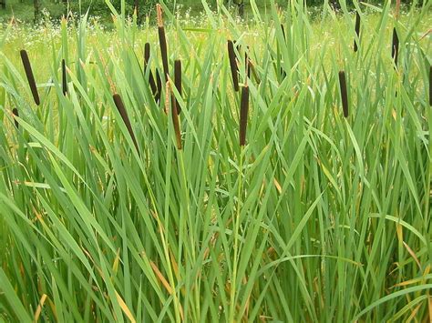 Biome Trust Common Wetland Plants