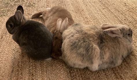 Butties Part 2 R Rabbits