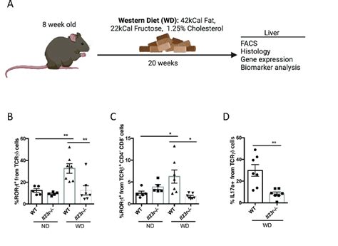 Il 23 Is Required For Wd Induced Hepatic Il 17 Producing Cell