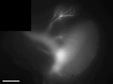 Contrast Polarity Specific Mapping Improves Efficiency Of Neuronal Computation For Collision