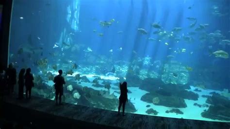 Ga Aquarium Ocean Voyager At Jorja Knipe Blog