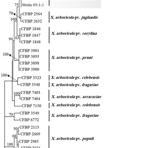 Phylogram Generated From Maximum Parsimony Analysis Based On Genomic