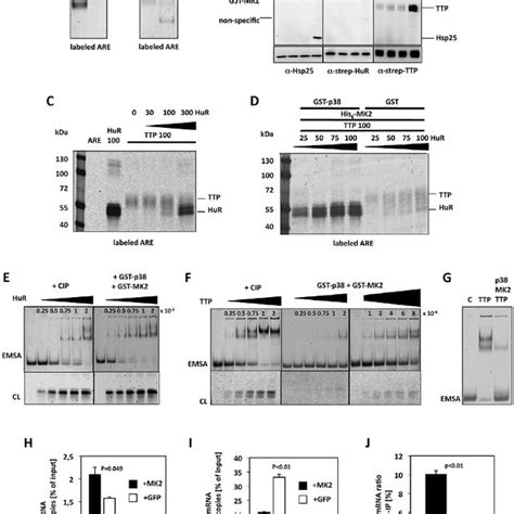 Western Blot Analysis Of Protein Distribution In Polysome Profiling And Download Scientific